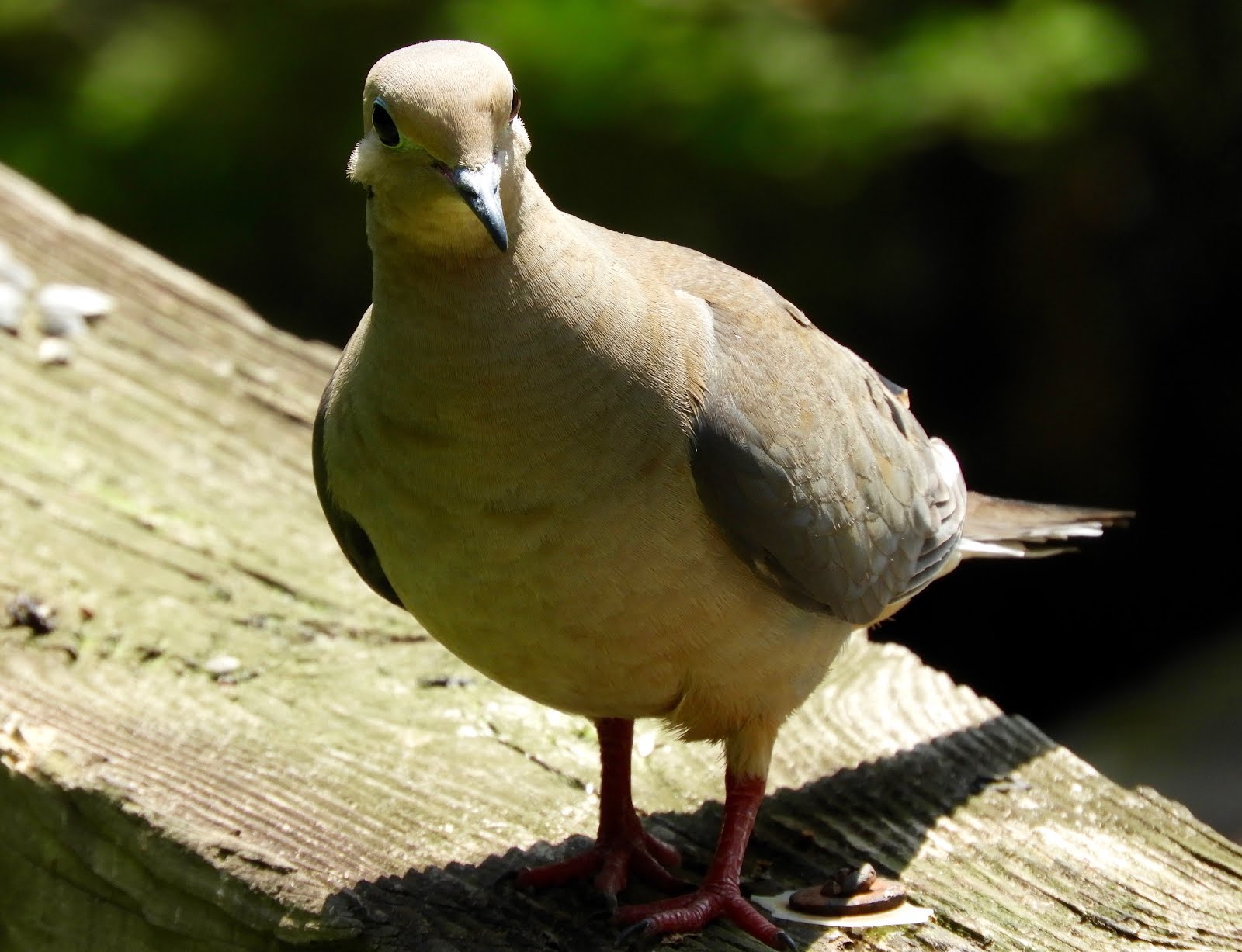 It's All About Purple: Mourning Doves...