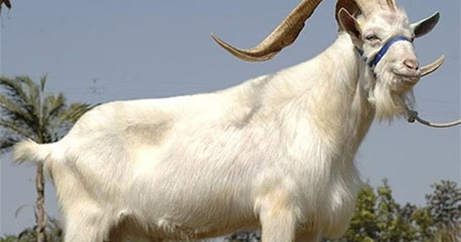 Blog: O Fantástico Mundo Dos Animais: Bode