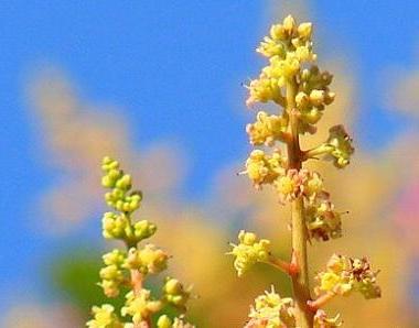 MANGO TREES: Pollination of mango