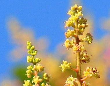 MANGO TREES: Pollination of mango