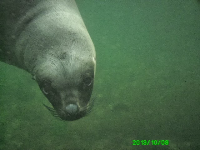 Island farming in the Falkland Islands: Diving Buddy