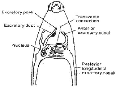 PHYLLUM NEMATODA ~ Biología General
