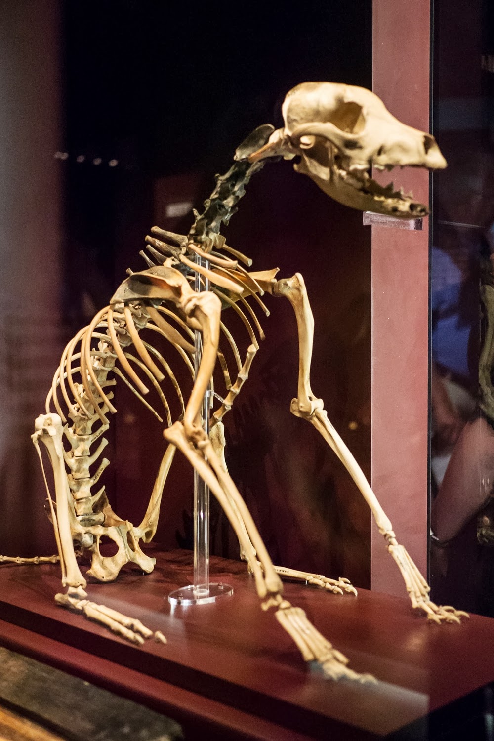 Michael Goodes: Mary Rose