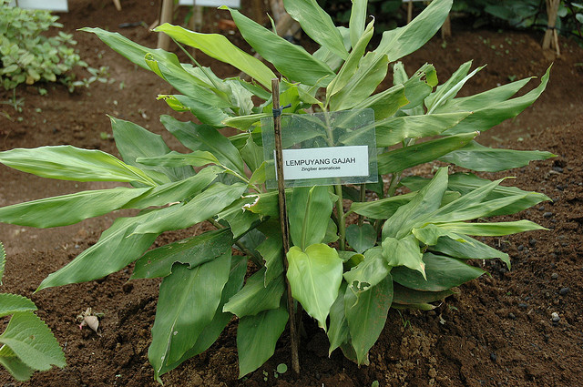 khasiat dan manfaat lempuyang gajah - Master Ilmu Pelet Dan Ilmu Gendam