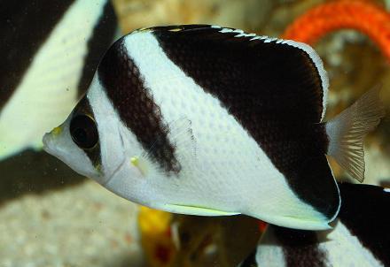 D' Ocean Aquarium: Ikan Kepe kepe (Butterfly Fish)