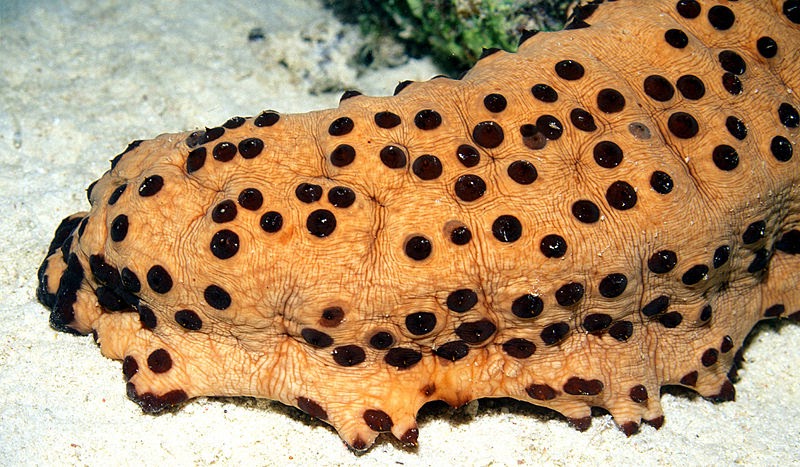 Real Monstrosities: Sea Cucumber