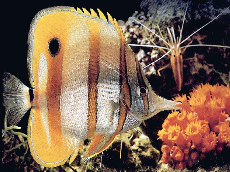 Butterfly Fish