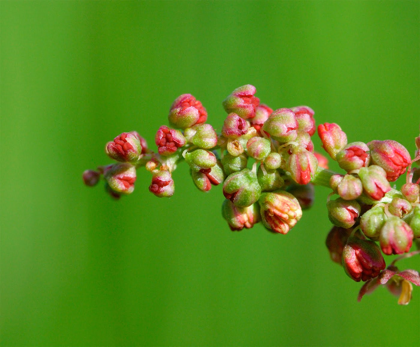 "El lenguaje de las flores" de Vanessa Diffenbaugh: El diccionario de ...