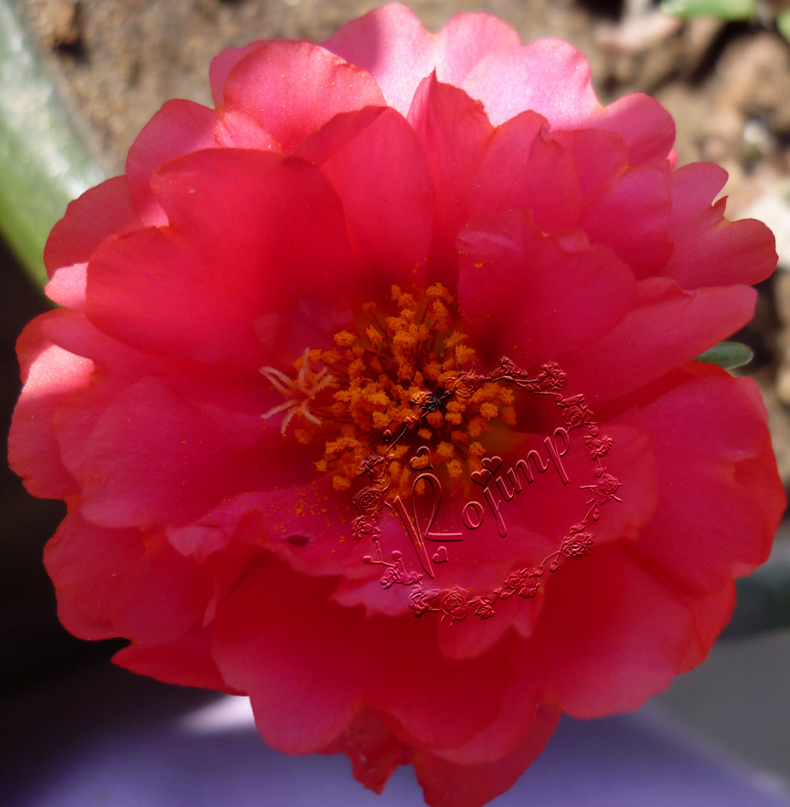 Flores y Frutos: Portulaca (o Coqueta)