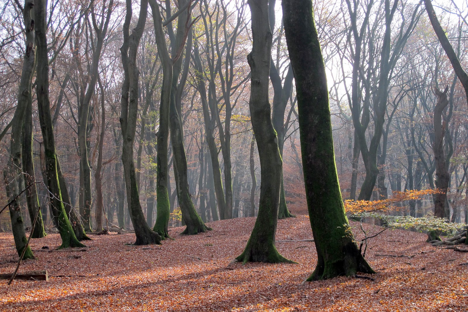 De Ontdekking van het Licht: Oerbos