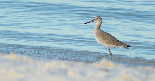 Willet