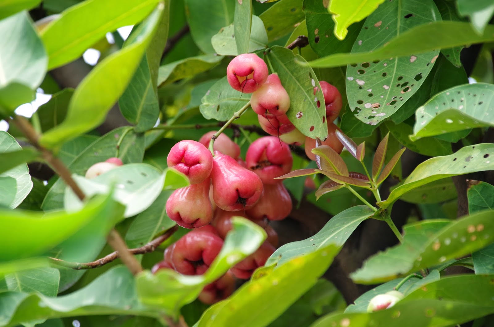 Trees and Plants: Jambu