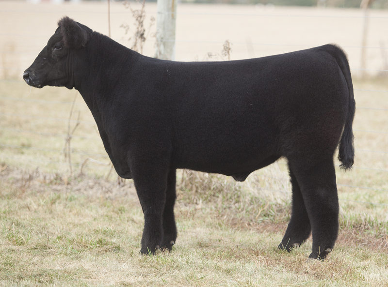 RCC Blog: Rodgers Cattle Co 2012 Sale List