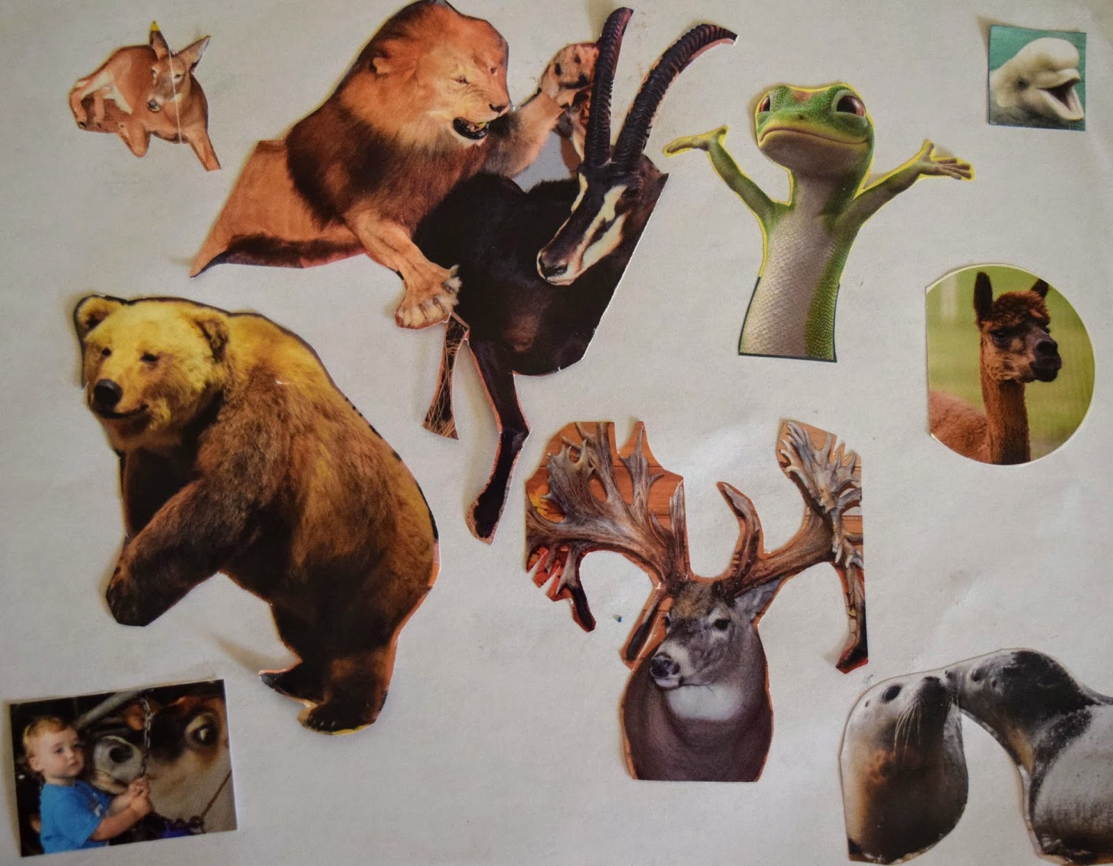 Sindhu's cocoon: Magazine Cut Animals Collage
