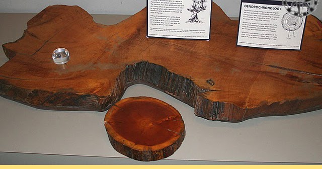 Prometeo, el árbol más viejo del mundo, talado sin sentido ...