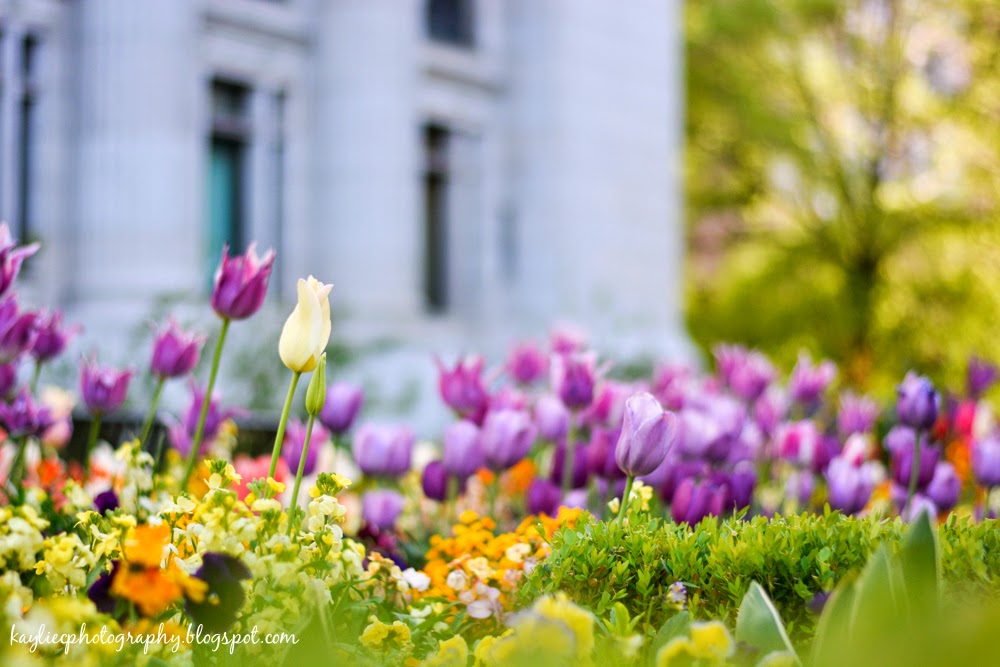 Kaylie Photography: Salt Lake City - Spring on Temple Square