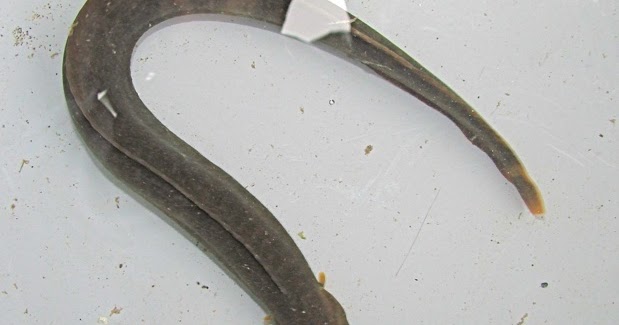 Salish Sea News and Weather: 12/20 Prickleback, Tacoma LNG, spill study ...