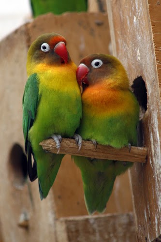 Dejando huella: Los Agapornis, los pájaros del amor