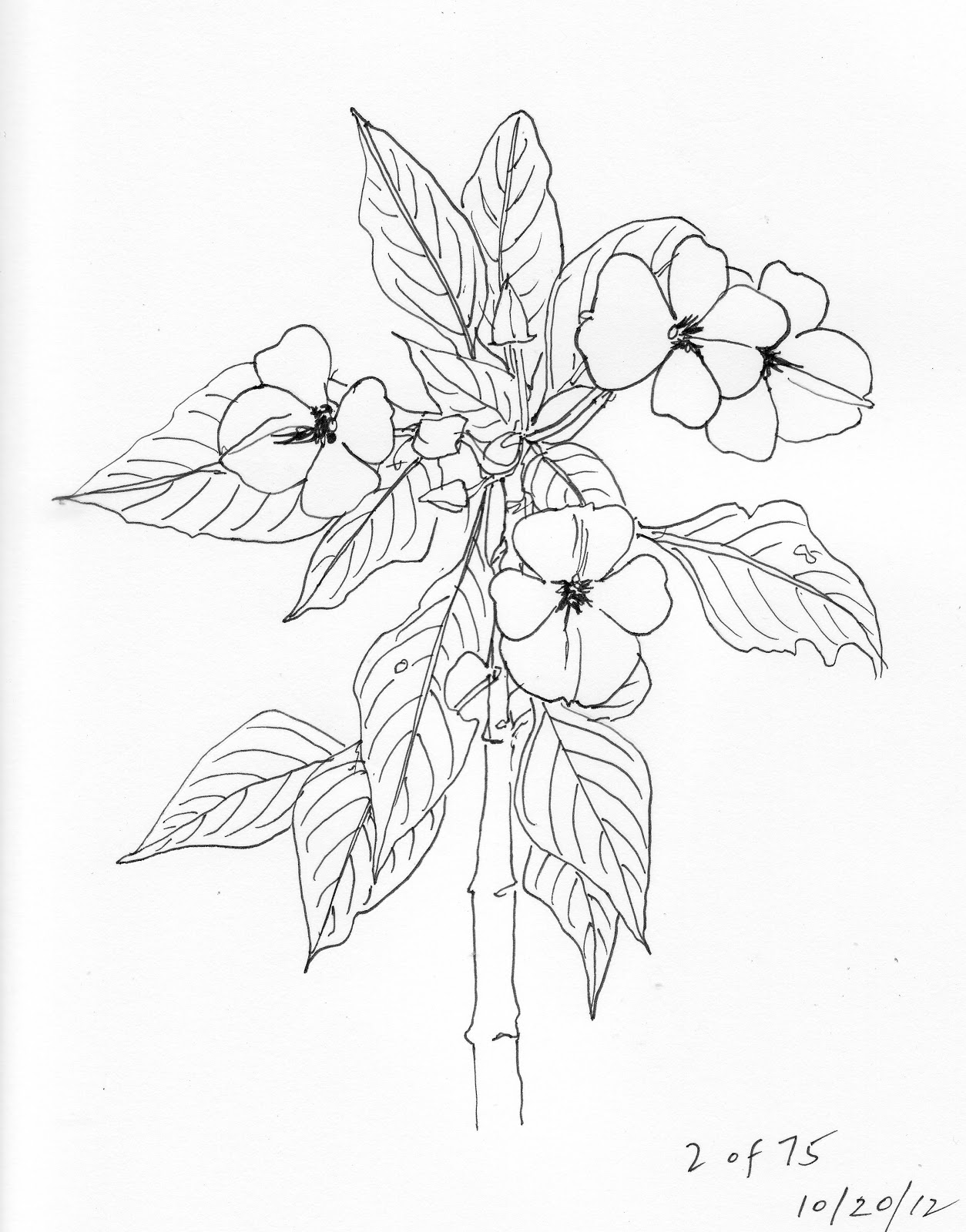 Impatiens Flower Drawing