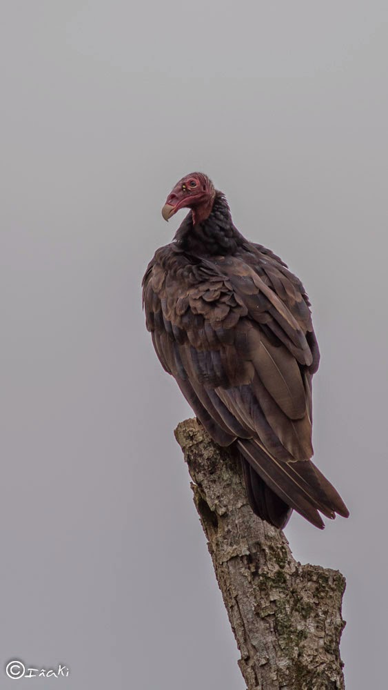 Nosoloaves - Aves del mundo (Birds of the world): Buitre cabecirrojo ...