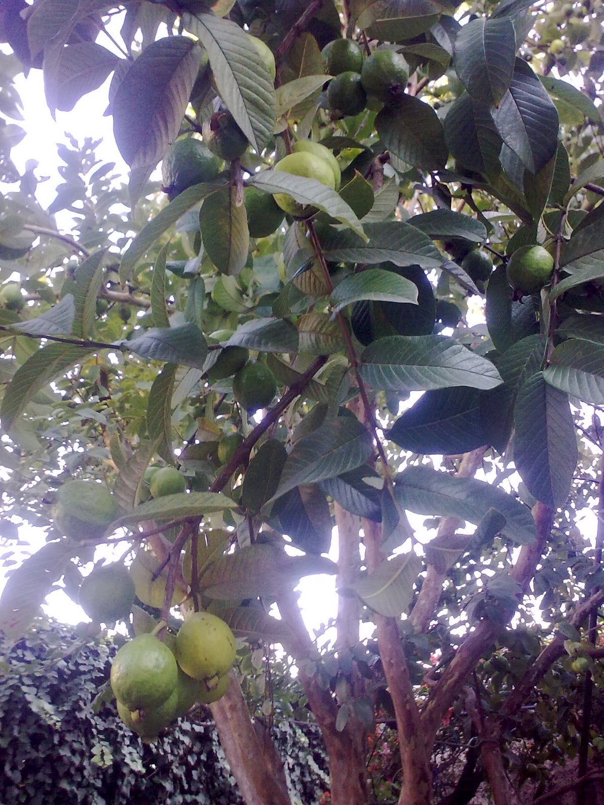 Espacios Inspiradores: El árbol de guayabas
