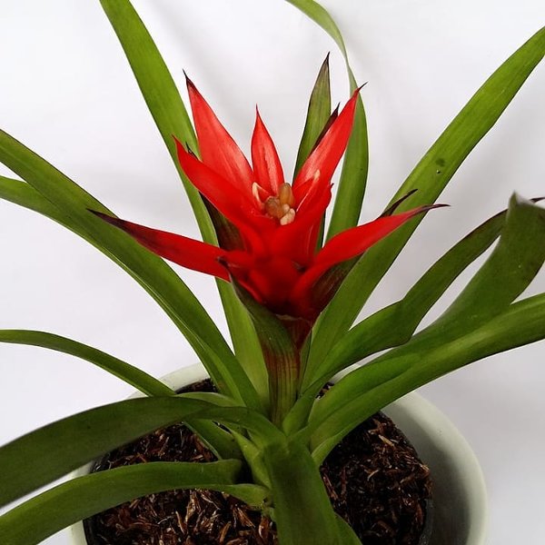 Bunga Bromelia Guzmania | AkuBeliLagi