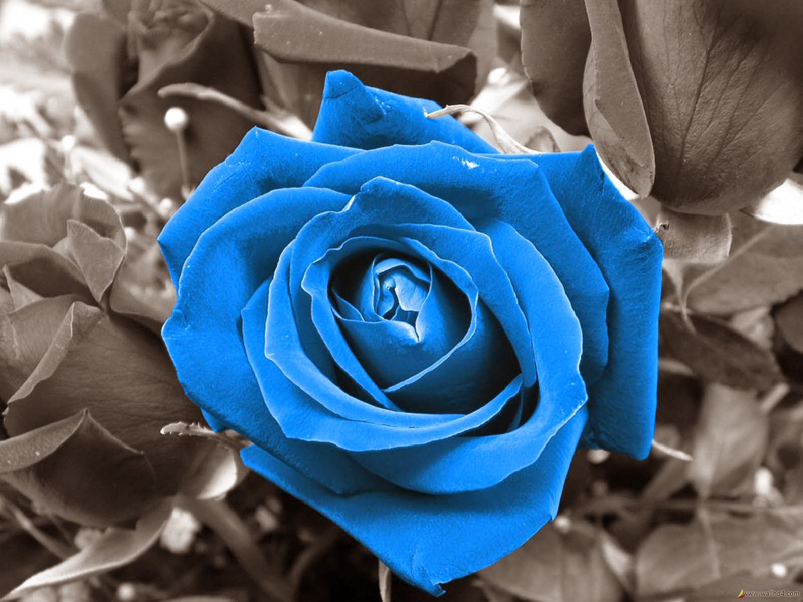purpura: LA LEYENDA DE LA ROSA AZUL