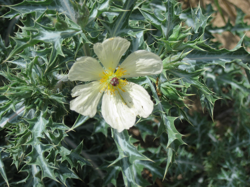 Robin's Double Life: Helena Heritage Olives, Oolines and Orchids