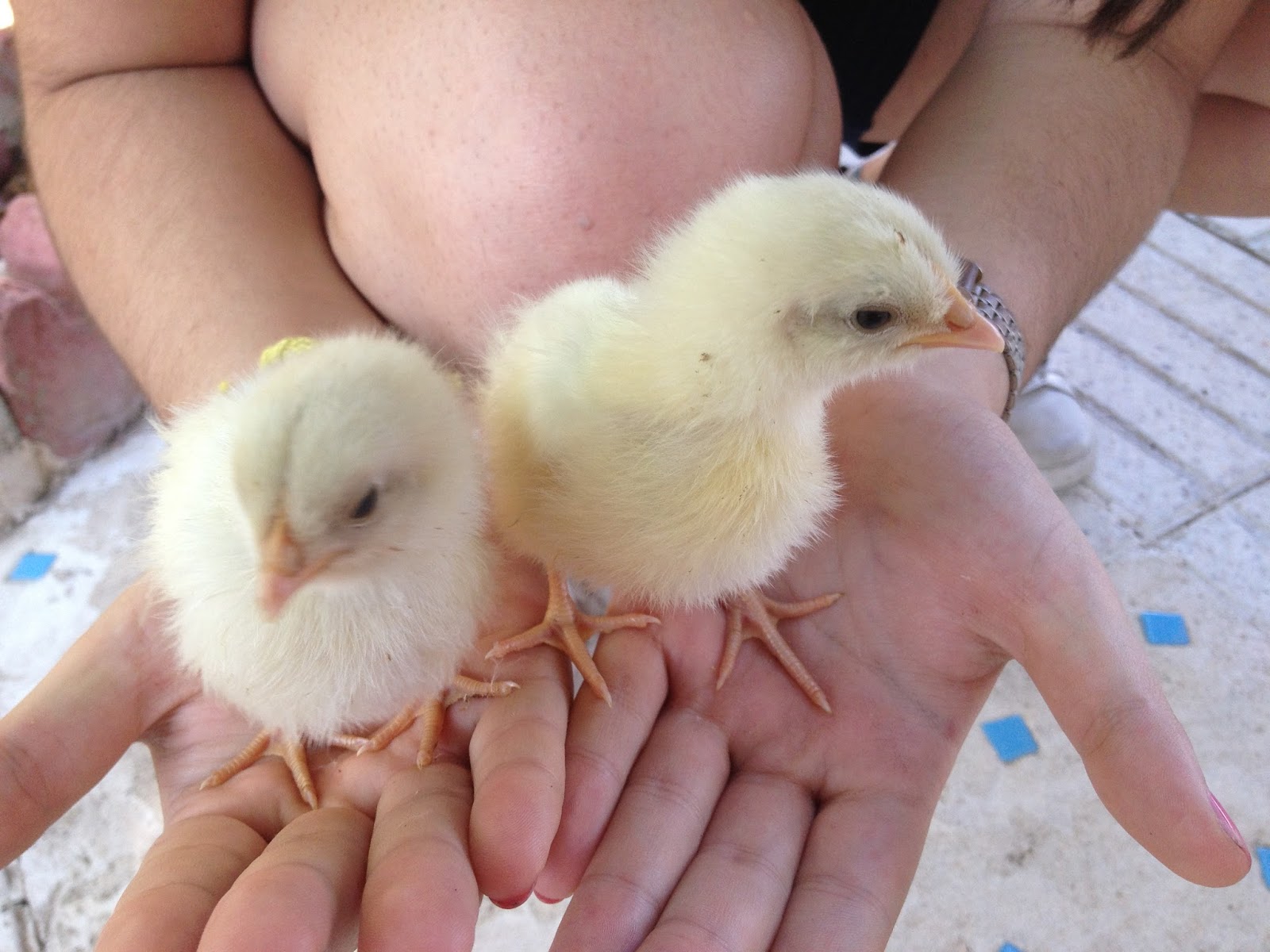 El rincón de Manoli: MIS POLLITOS