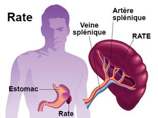 French Vocabulary Illustrated: rate (anatomie)