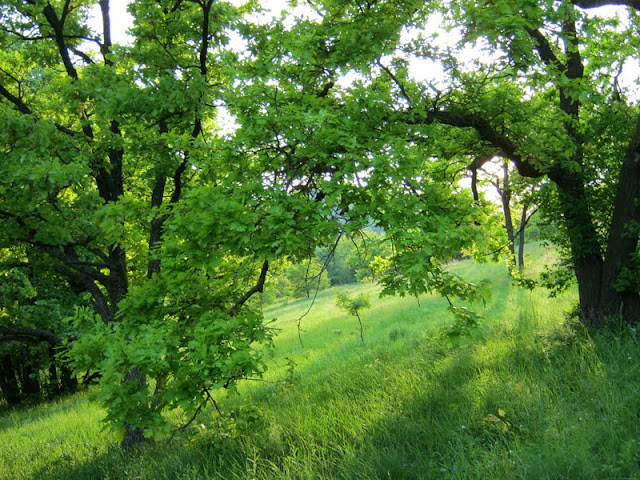 Country inside: Comorile ascunse ale Dobrogei ~ part.I ~ Bujorii din ...