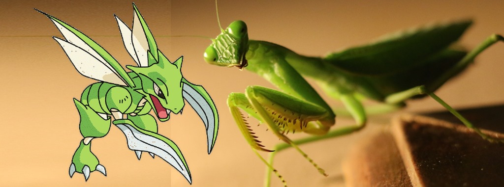 EntomoBloG: Similitudes entre pokémon e insectos de la vida real