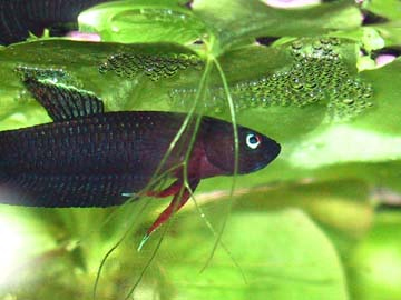 Small Fin Fighter - Betta miniopinna ~ Nice Betta