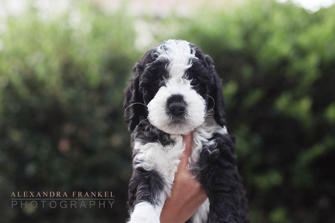 Labradoodle puppy black and white | puppy love | Pinterest ...