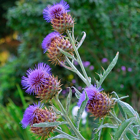 Cardo - Cynara cardunculus