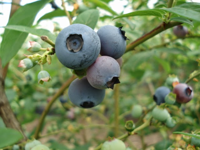 Arándano / Blueberry