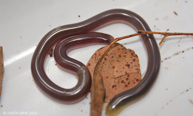 Little Reptiles in December - Brown-snouted Blind Snake, Verreaux's ...