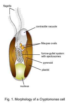 Catalogue of Organisms: Cryptophytes: Four Genomes for the Price of One