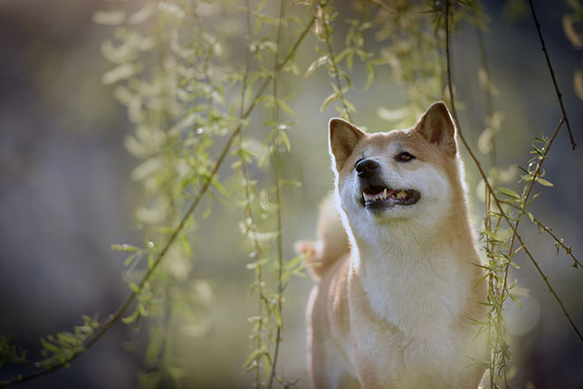 Artist of the day: Artist of the day, July 7-8: Anne Geier, Austrian ...