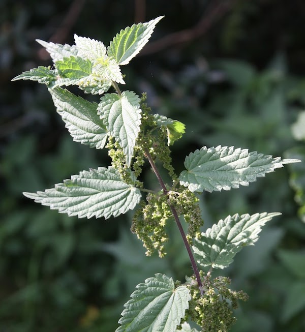 Healing Weeds: Stinging Nettle