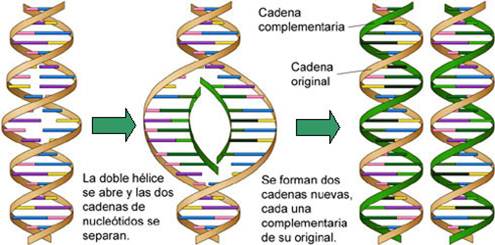 REPLICACION DE ADN: EL ADN, LA MOLÉCULA DE LA HERENCIA