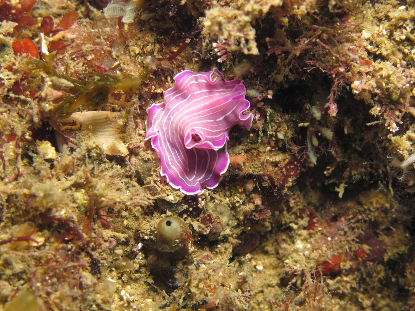 Iluminación Profunda: Planaria Prostheceraeus roseus (Prostheceraeus ...