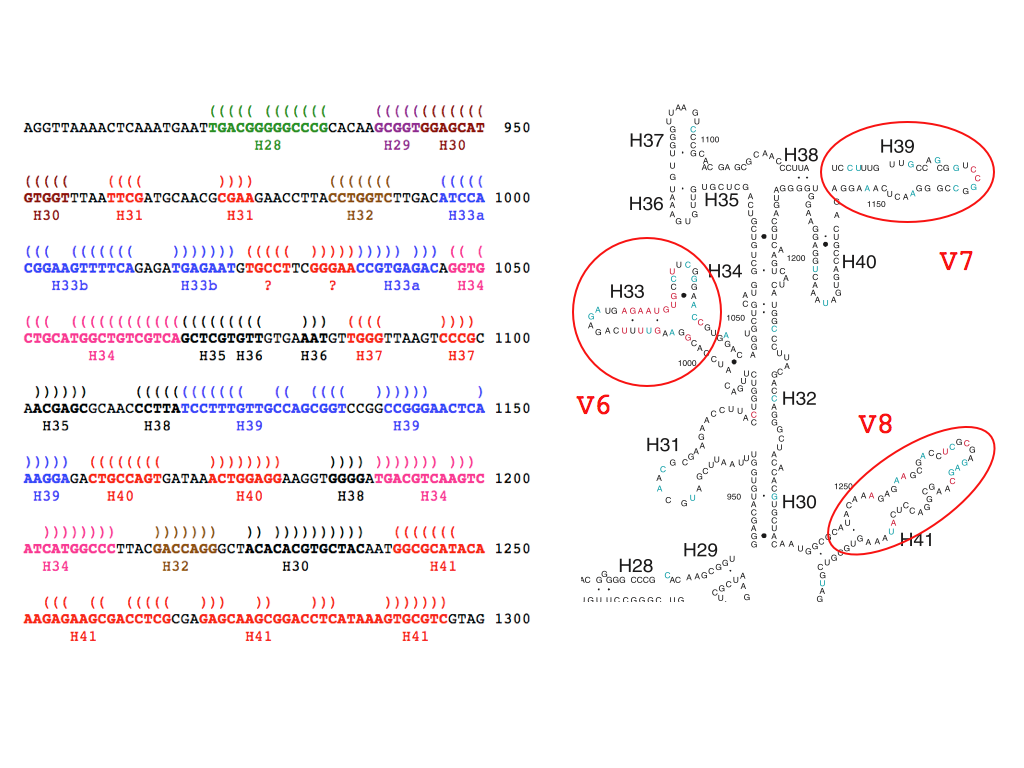 Python for Bioinformatics: Mapping 16S rRNA structure to sequence