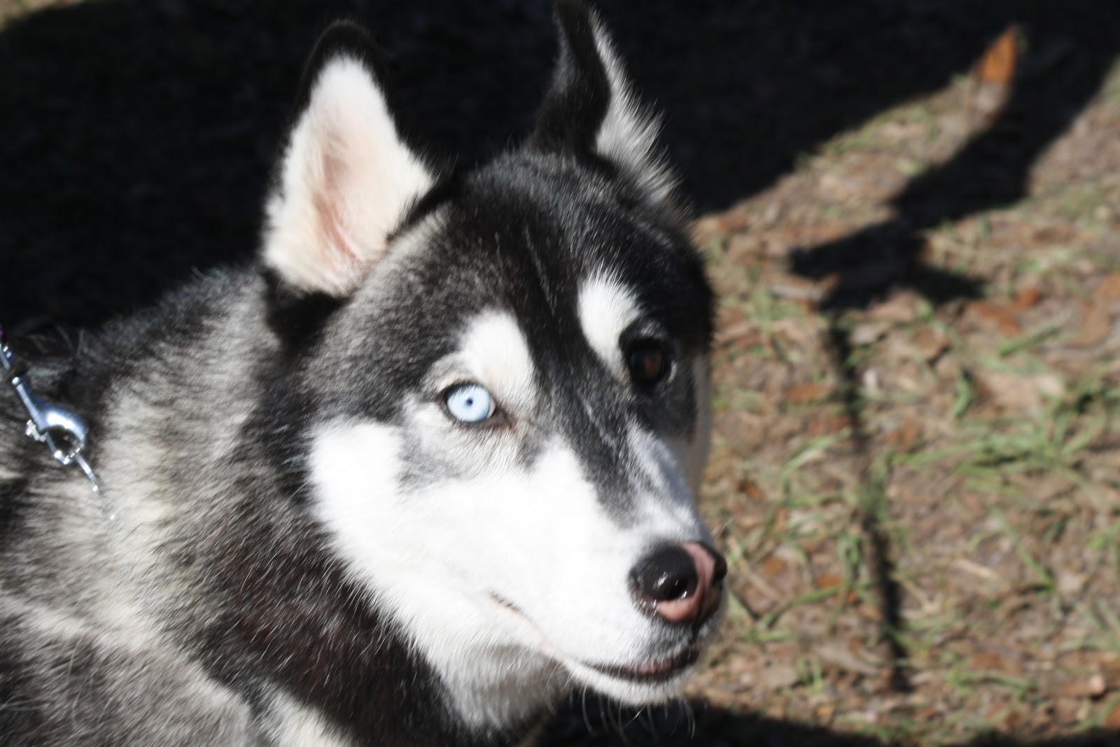 The Blue Whale and Other Travel Tales: Ocali Days at Silver River ...