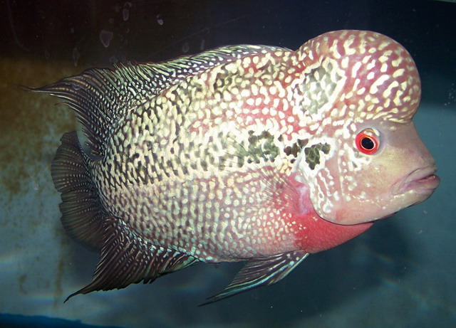 Flowerhorn The Hybrid Cichlids: King Kamfa