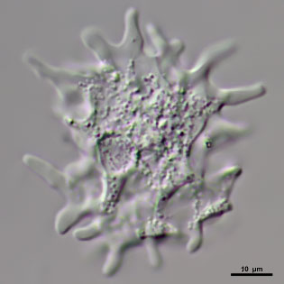 Variety of Life: Paramoebidae