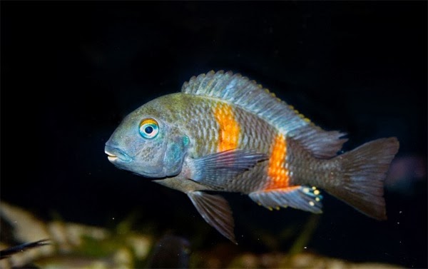 Tropheus'um: Tropheus Pictures-Tropheus Resimleri