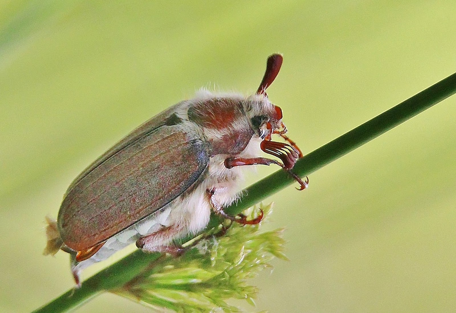 AMSTERDAMSE WATERLEIDINGDUINEN AWD: Meikever