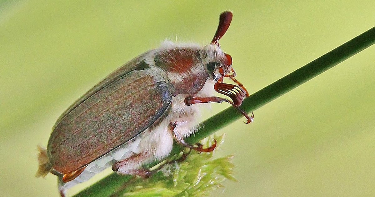 AMSTERDAMSE WATERLEIDINGDUINEN AWD: Meikever
