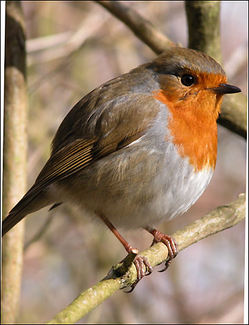 Robin | Animal Wildlife